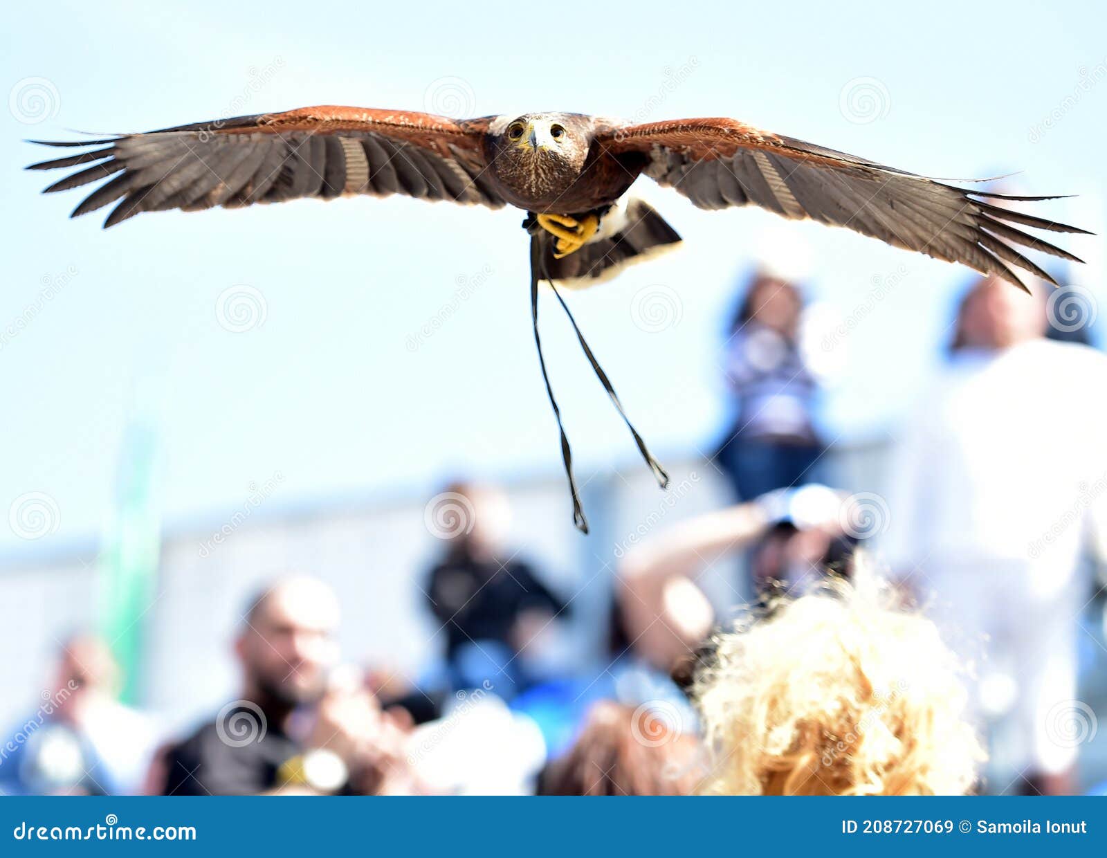 The Field Eagle, the Bald Eagle, while Resting. Day Photo. Stock Image ...