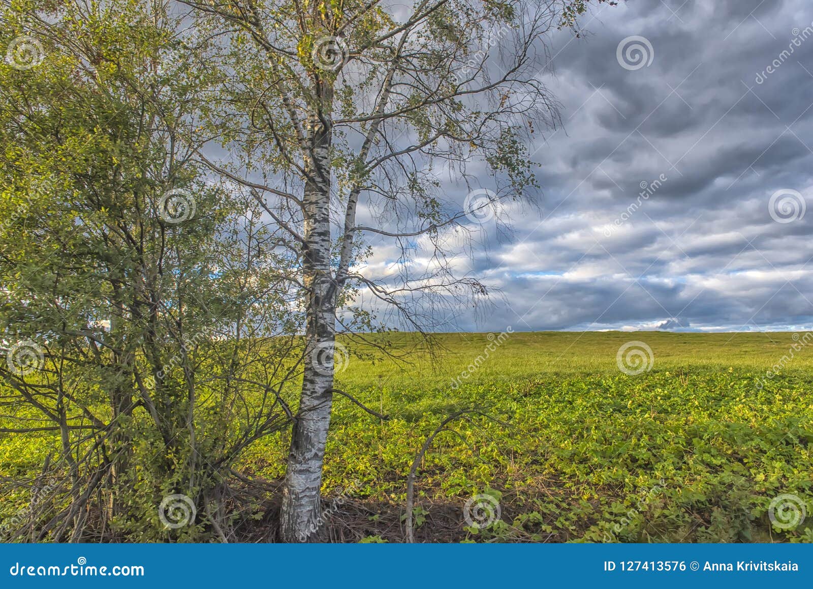 Field in Early Autumn and Tree Stock Photo - Image of field, nature ...