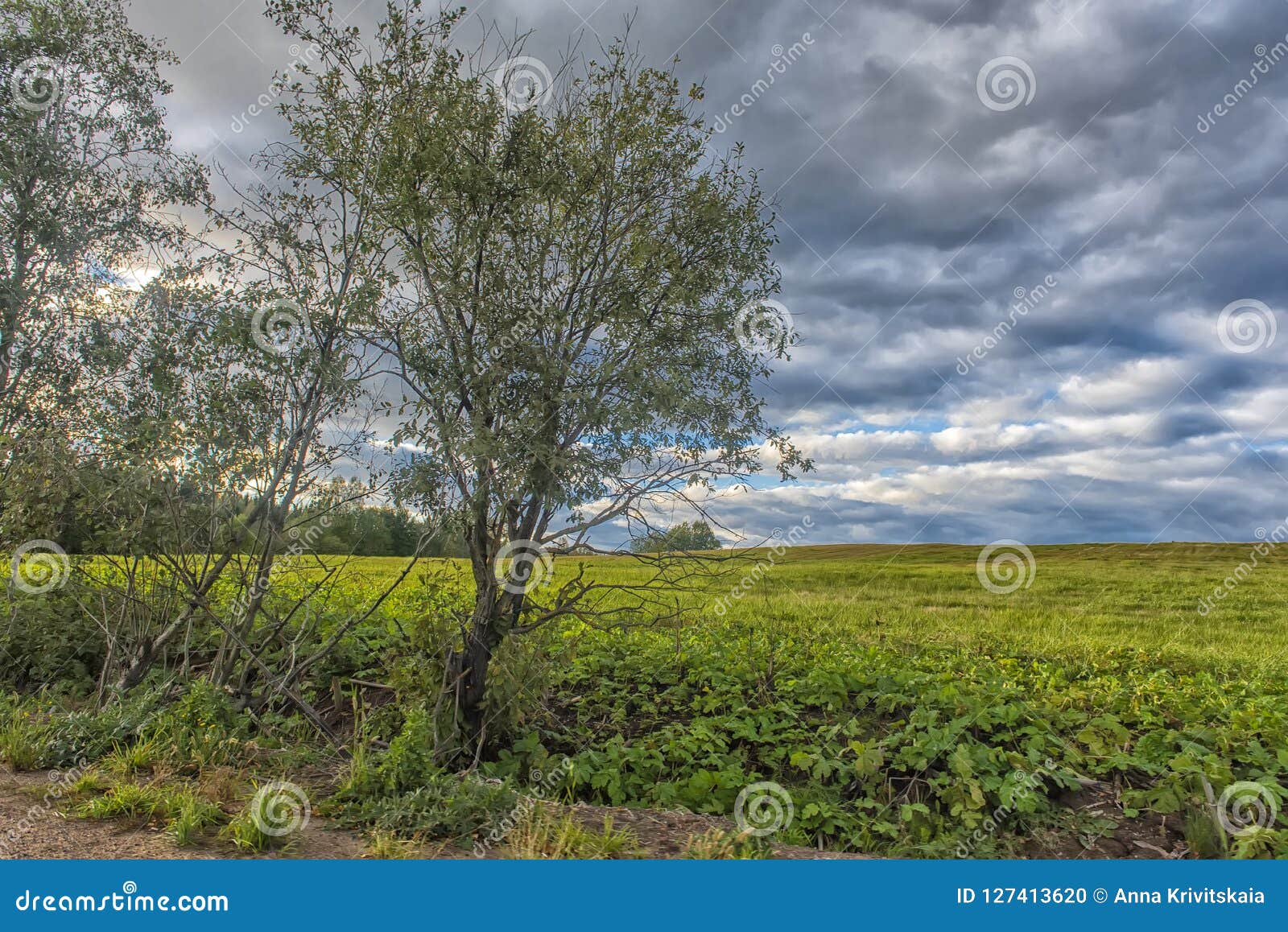 Field in Early Autumn and Tree Stock Photo - Image of panorama, blue ...
