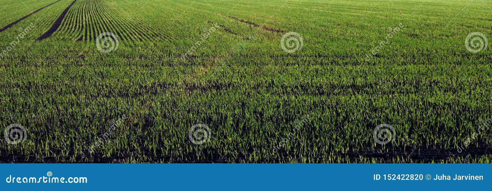 Field on early spring stock photo. Image of morning - 152422820
