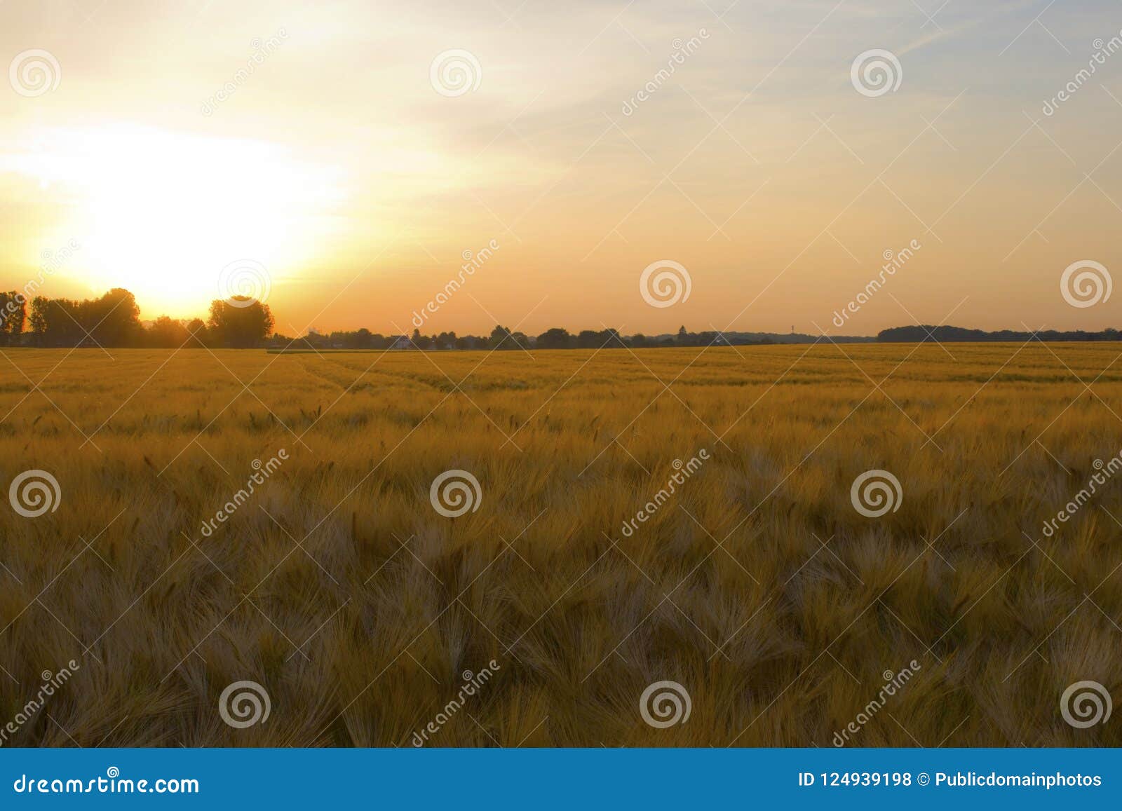 Field, Ecosystem, Grassland, Plain Picture. Image: 124939198