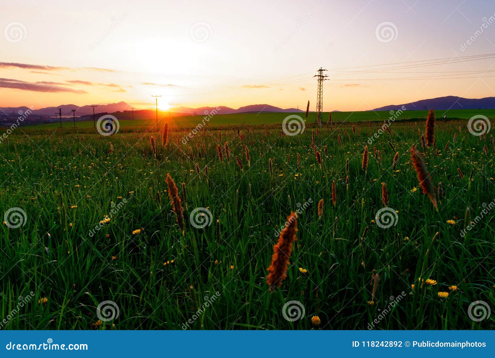 Field, Ecosystem, Grassland, Prairie Picture. Image: 118242892