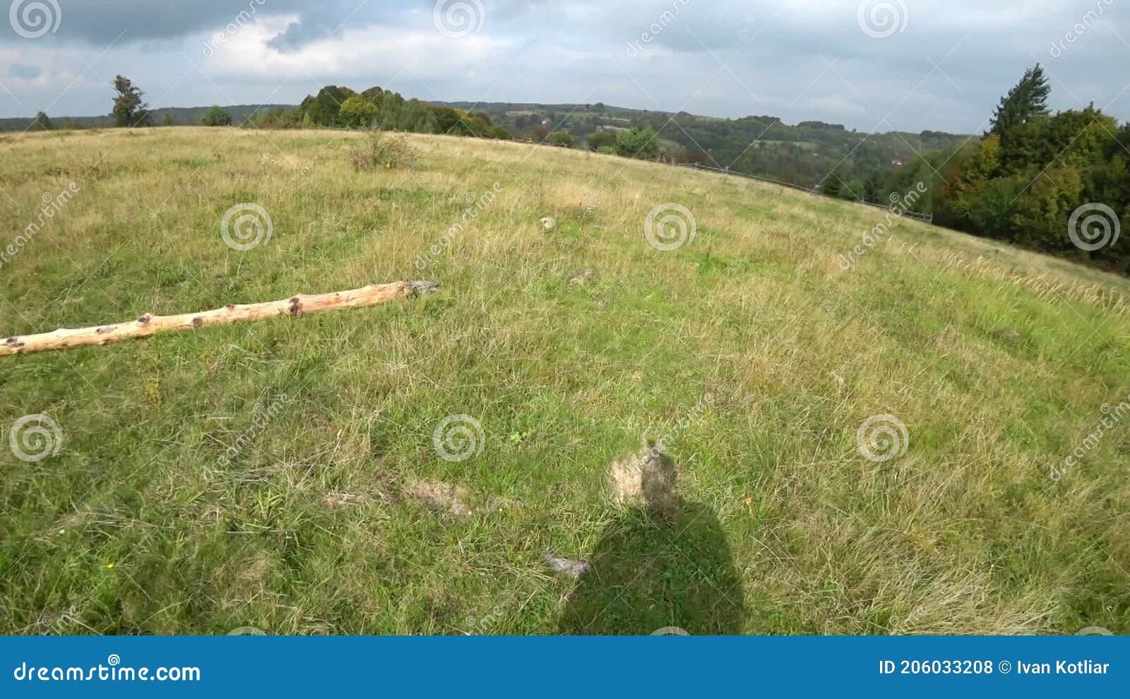 Field on the Edge of a Forest on a Hillside Stock Footage - Video of ...
