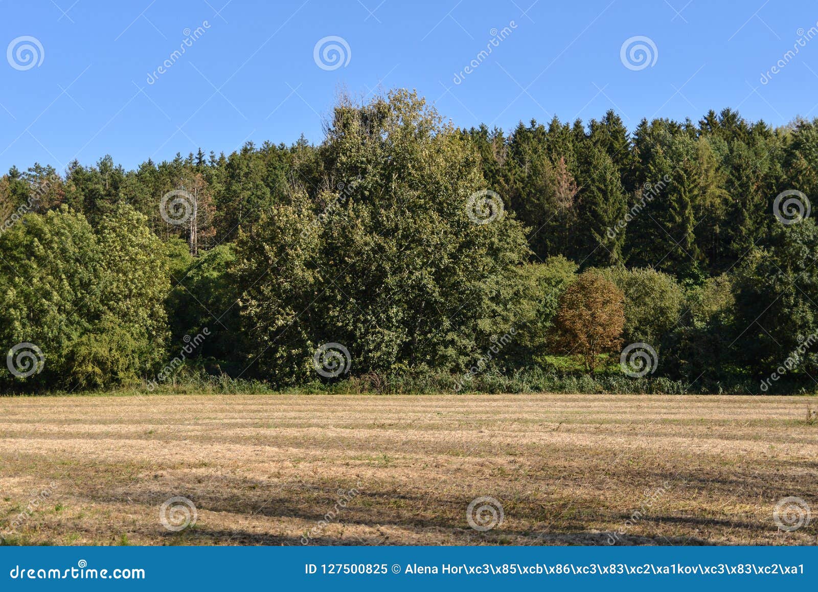 Field at the Edge of a Forest with Shadows of Trees Stock Image - Image ...