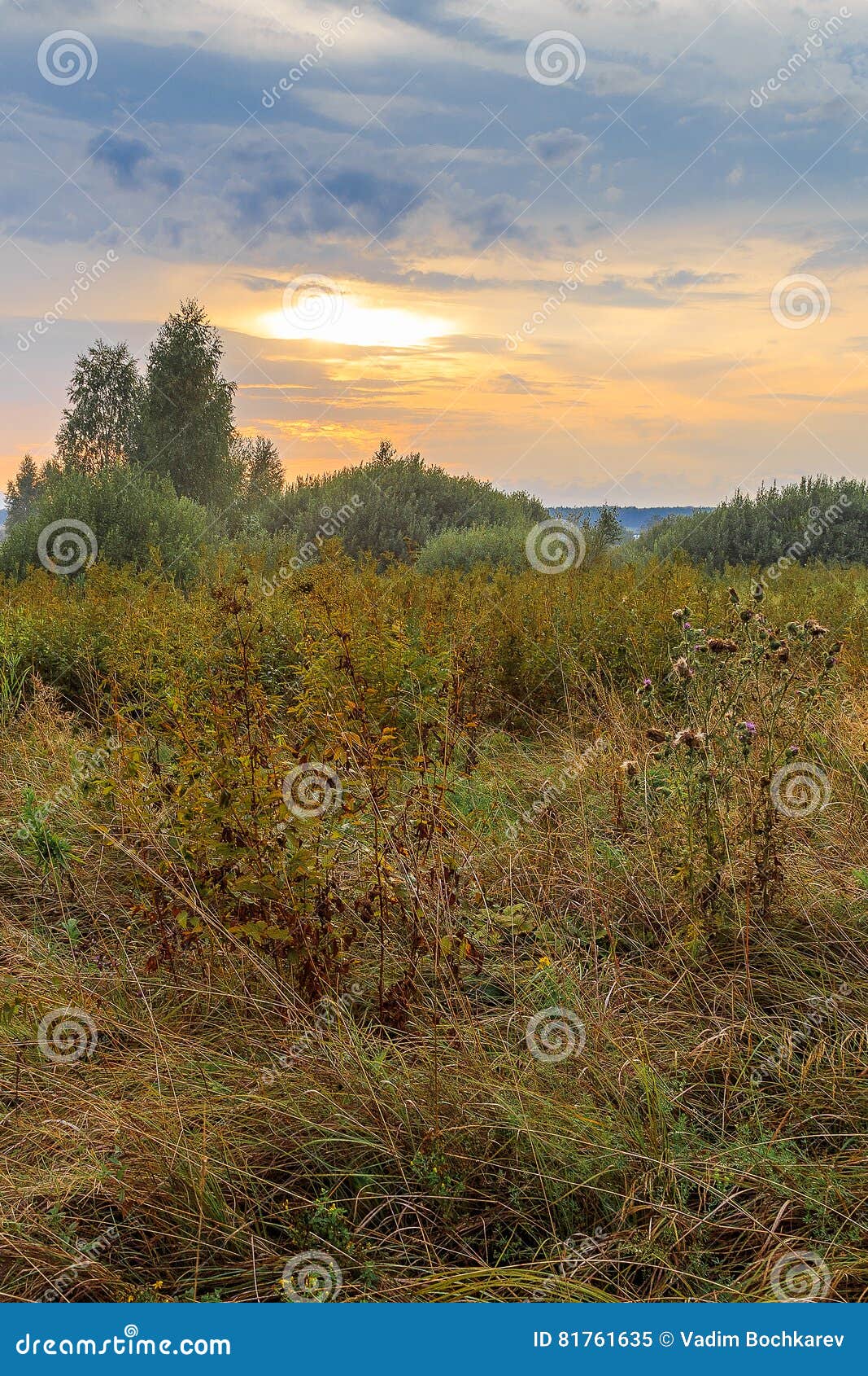 Field and Edge of the Forest at Sunset Stock Image - Image of outdoor ...