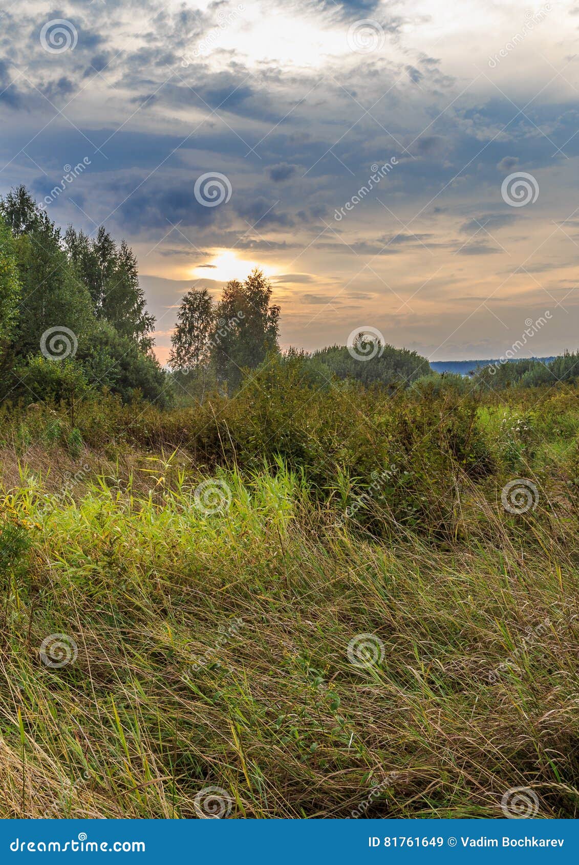 Field and Edge of the Forest at Sunset Stock Image - Image of plants ...