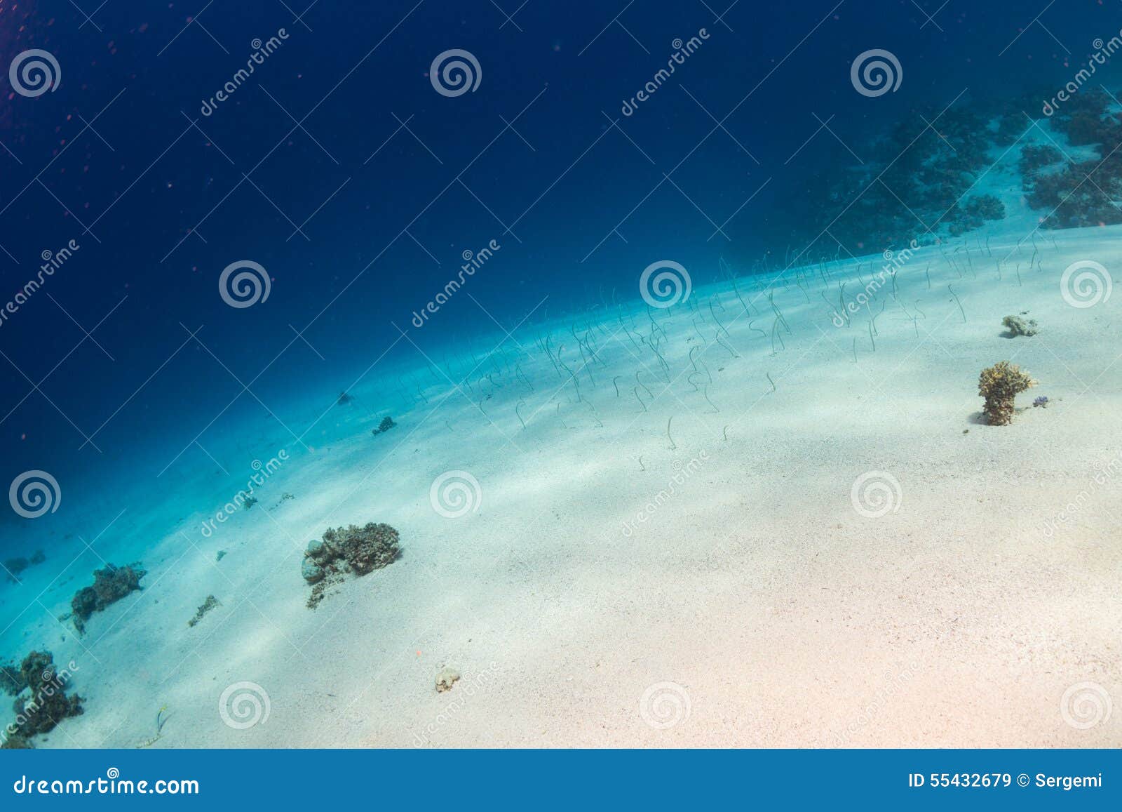 Field of eels stock image. Image of blue, phenomenon - 55432679