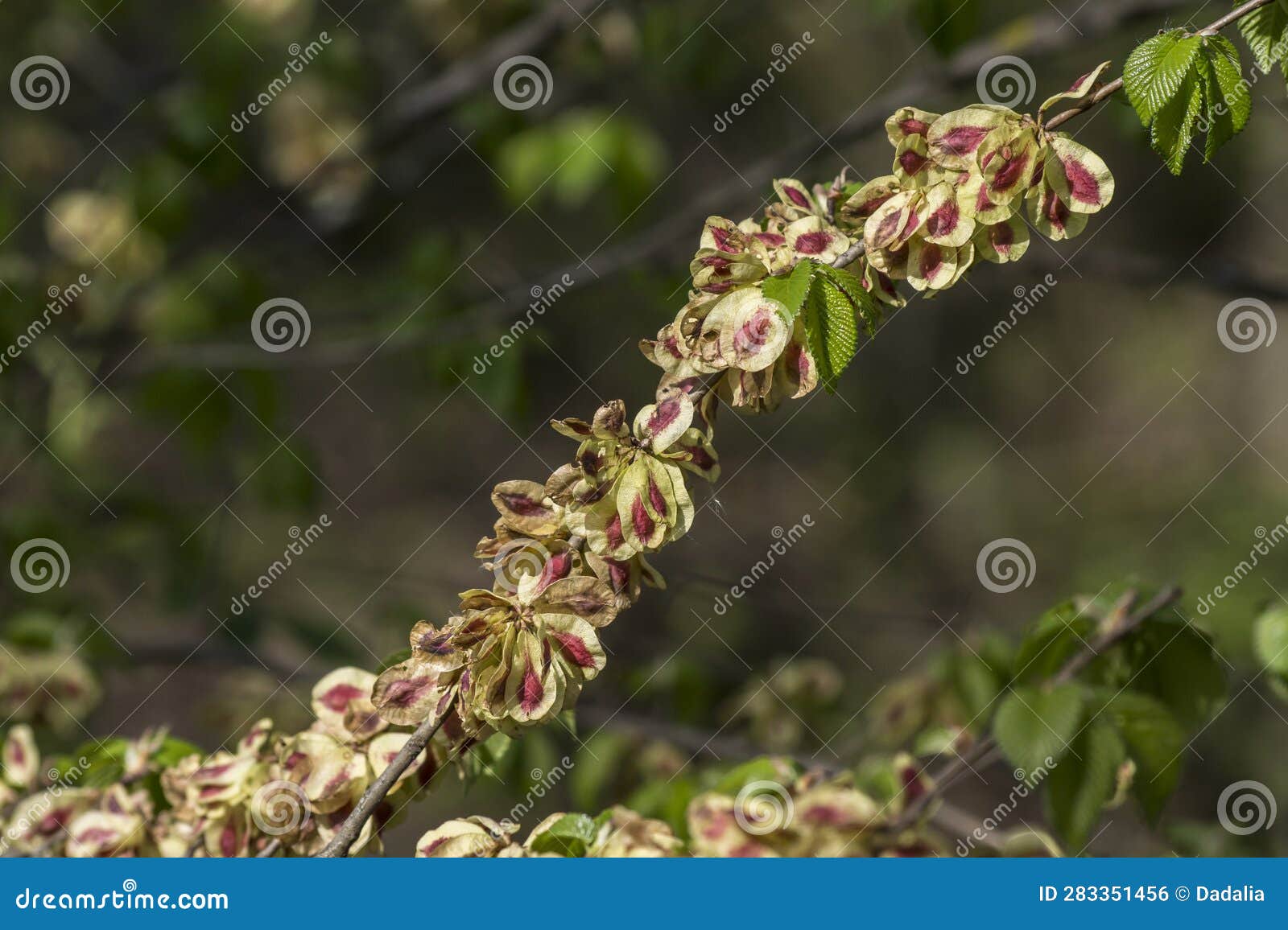 Field Elm Tree (Ulmus Minor Stock Photo - Image of beauty, flora: 283351456