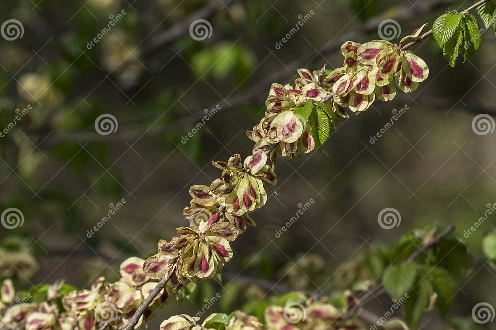Field Elm Tree (Ulmus Minor Stock Photo - Image of beauty, flora: 283351456