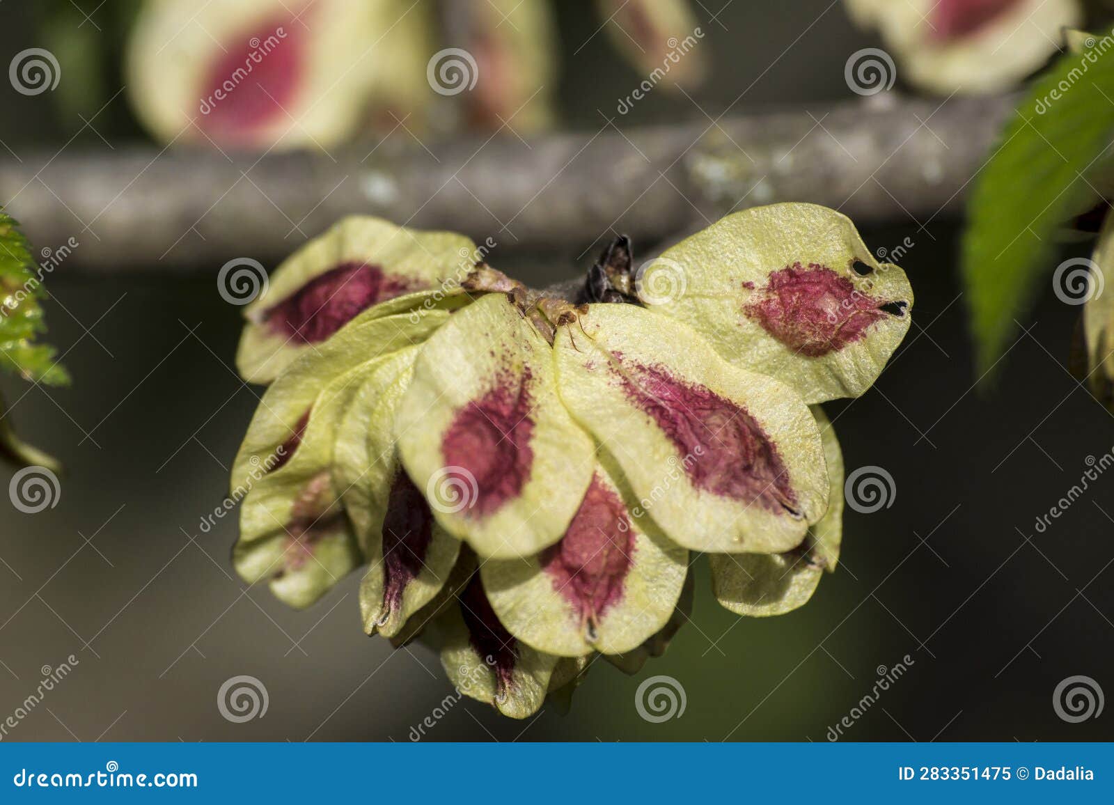 Field Elm Tree (Ulmus Minor Stock Image - Image of foliage, forest ...