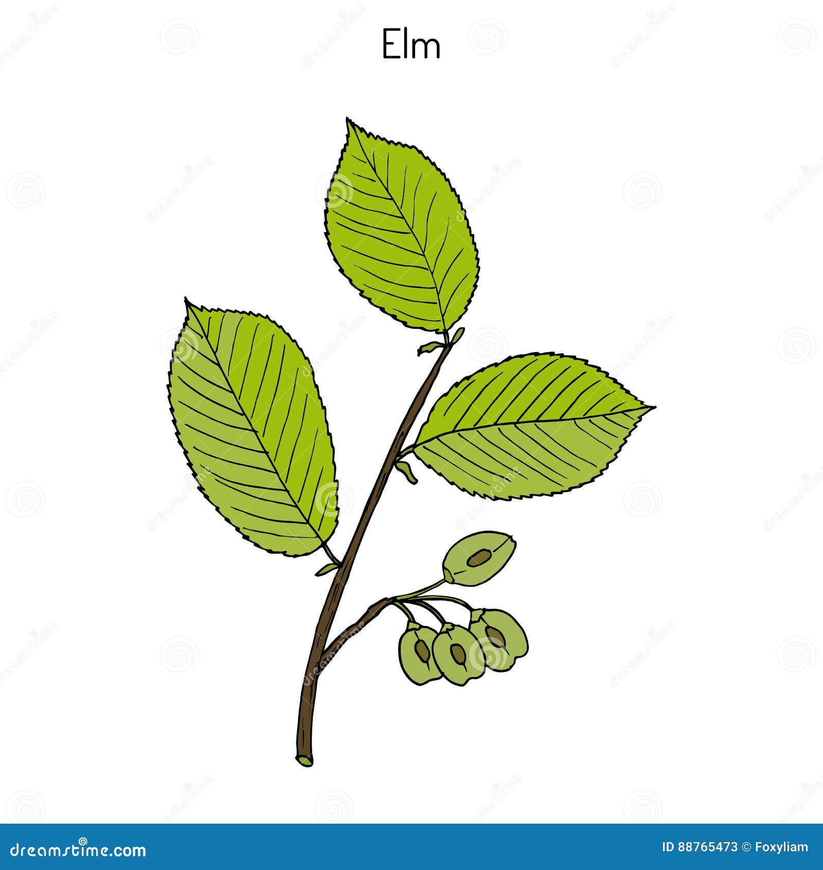 Field Elm Ulmus minor stock vector. Illustration of education - 88765473