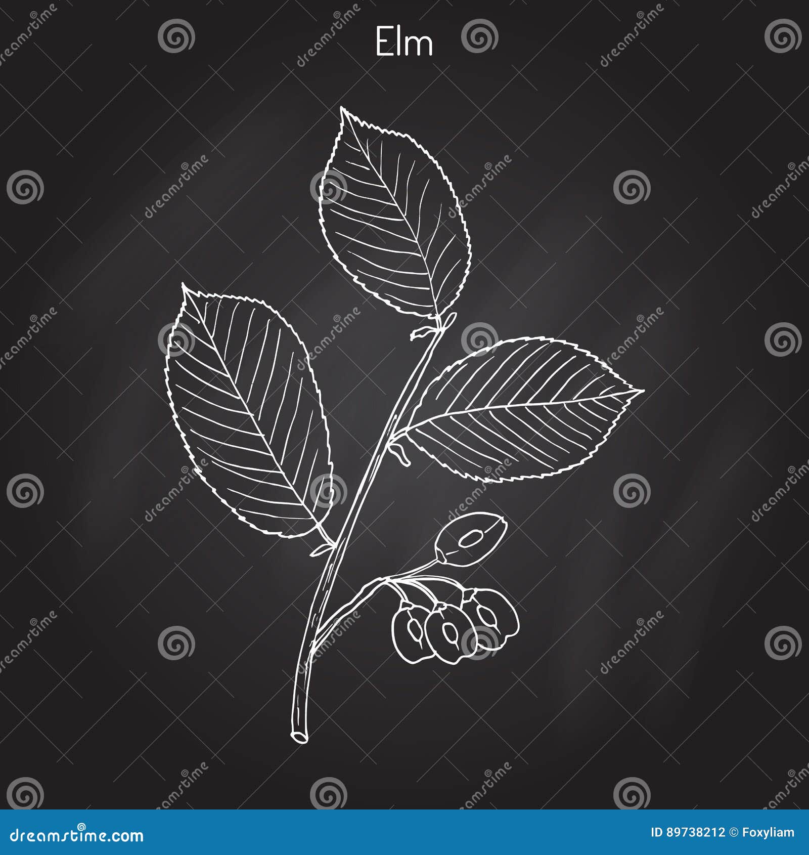 Field Elm Ulmus minor stock vector. Illustration of vein - 89738212