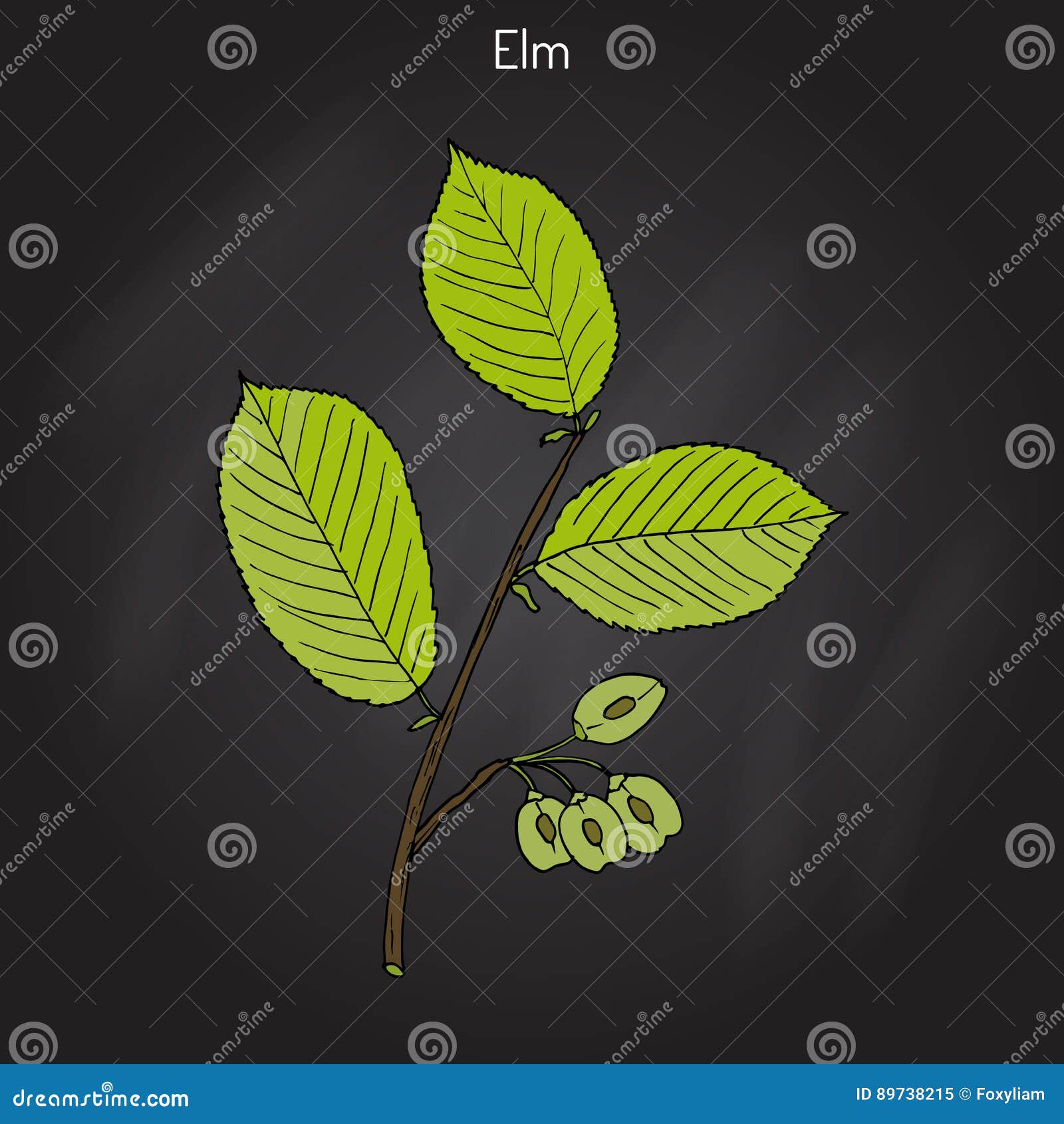 Field Elm Ulmus minor stock vector. Illustration of seed - 89738215