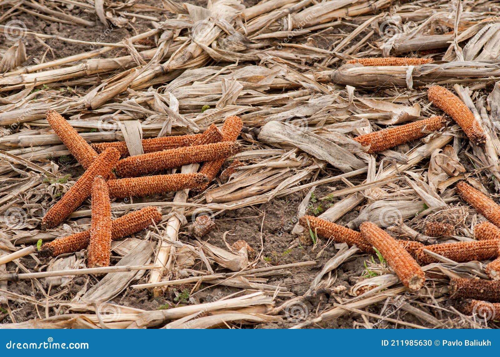 Field with Empty Corn Cobs, Stalks after Harvest Stock Photo - Image of ...
