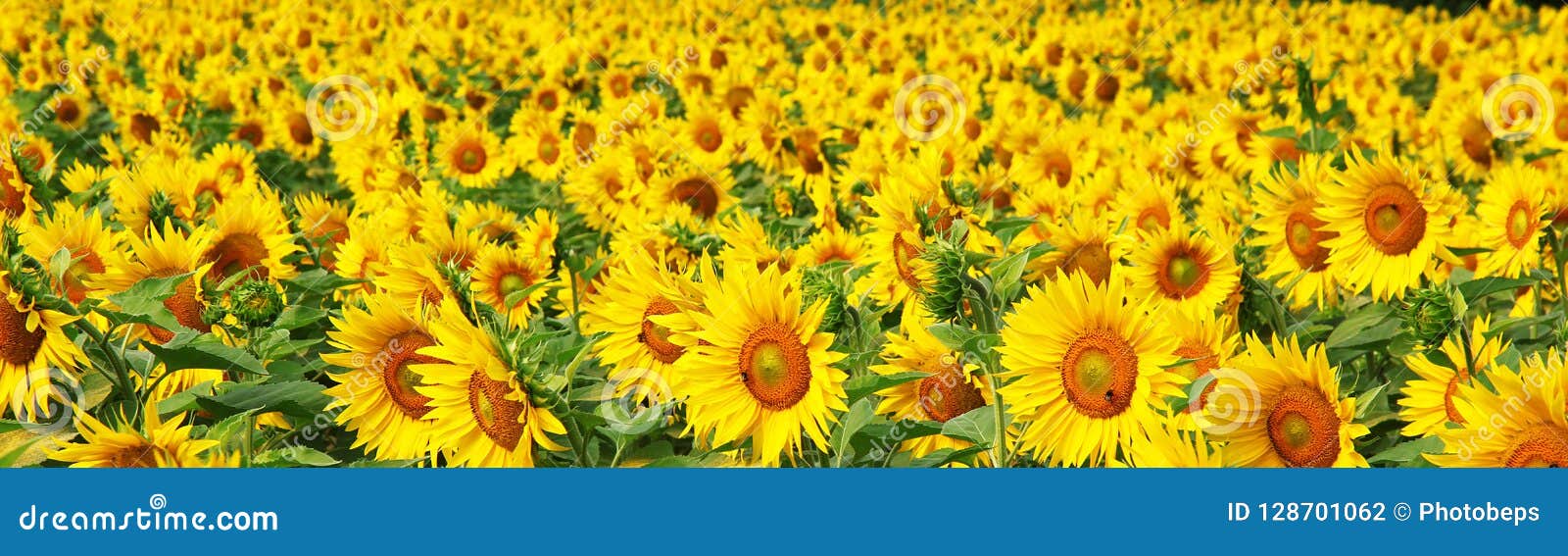 Field empty of sunflowers stock photo. Image of sunflowers - 128701062