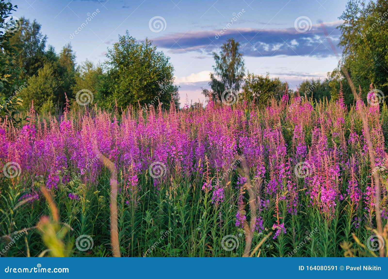 Field with Evening Sunset Sun , Fireweed Stock Image - Image of ...