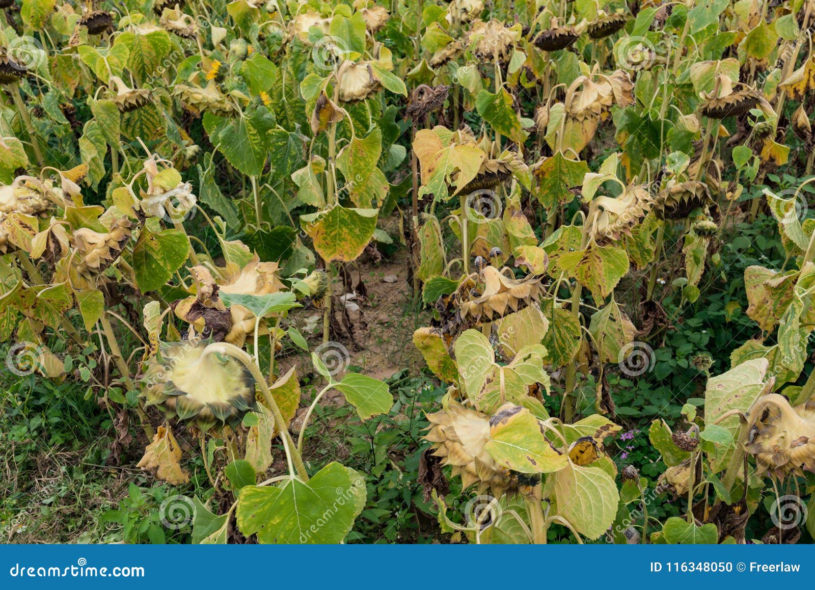 Field of faded sunflowers stock photo. Image of dead - 116348050