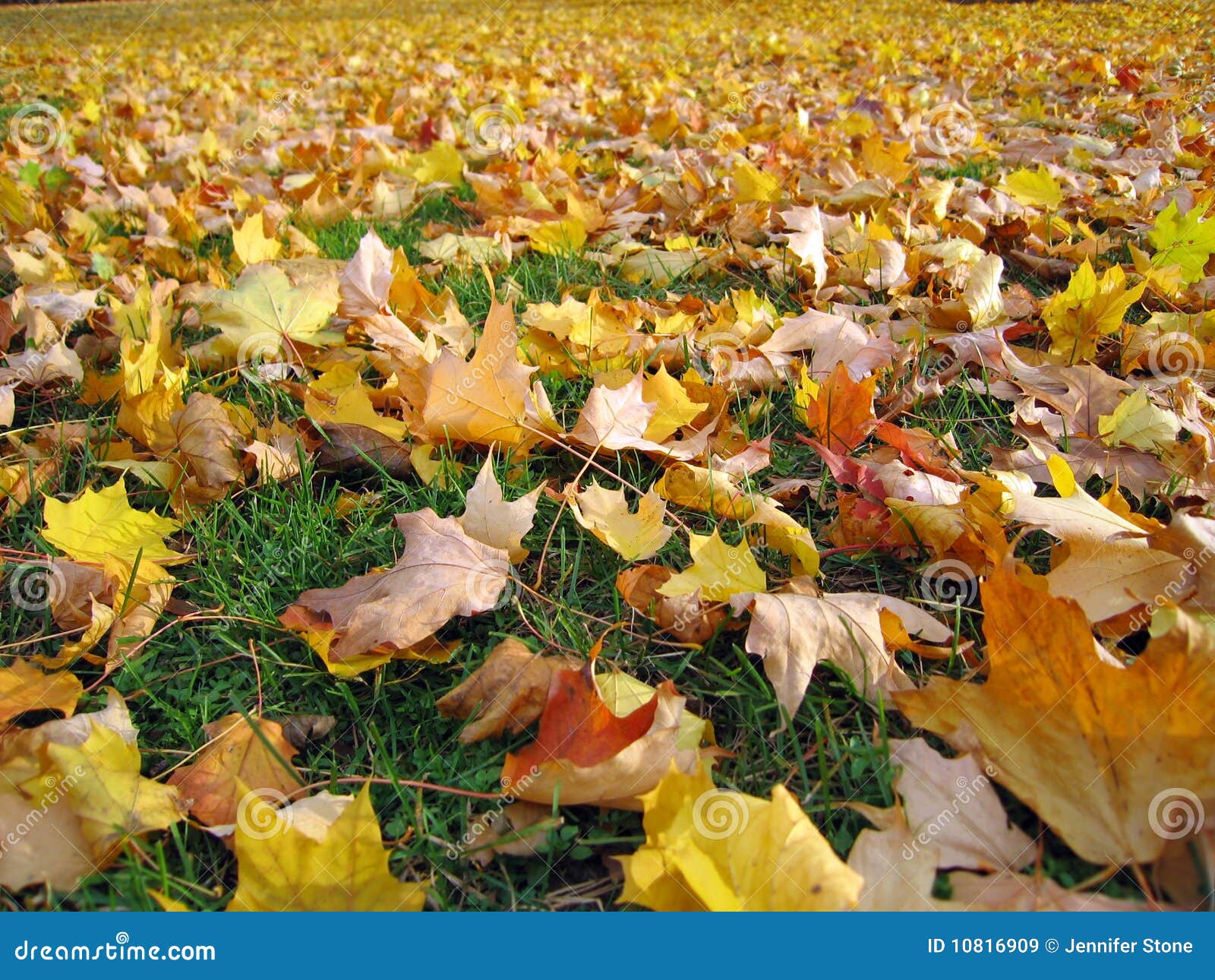 Field of Fall Leaves stock image. Image of maple, grass - 10816909