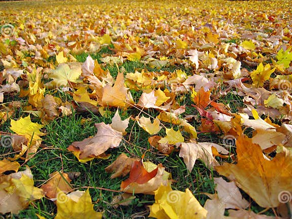 Field of Fall Leaves stock image. Image of maple, grass - 10816909