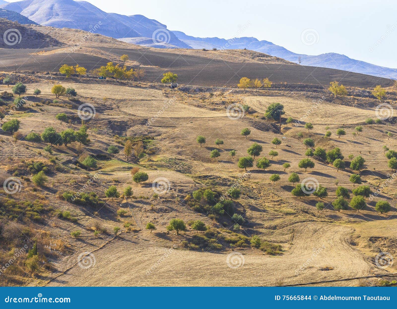 Farm stock photo. Image of crop, ecosystrm, agronomical - 75665844