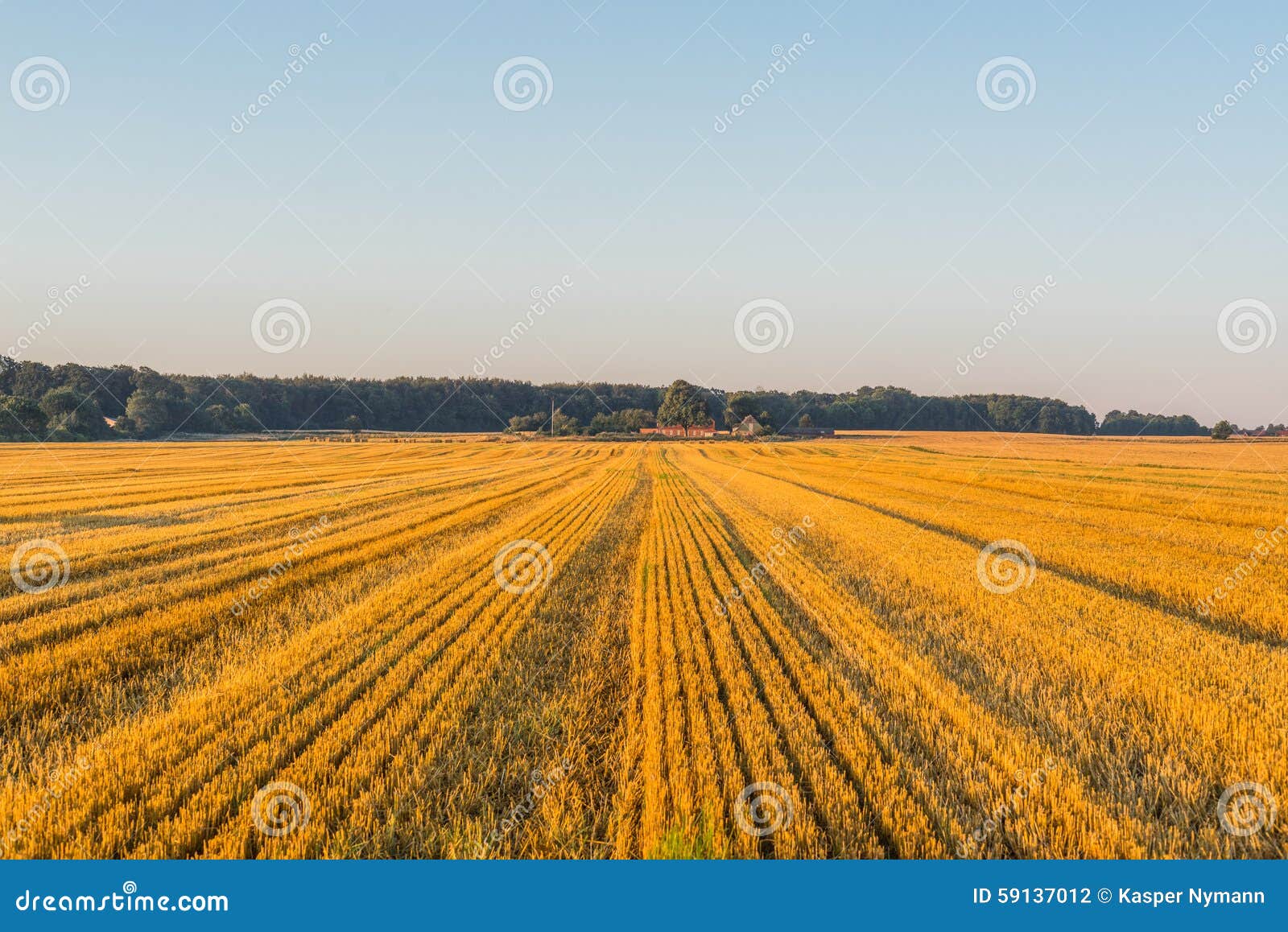Field at a Farm in the Summer Stock Photo - Image of country, cereal ...