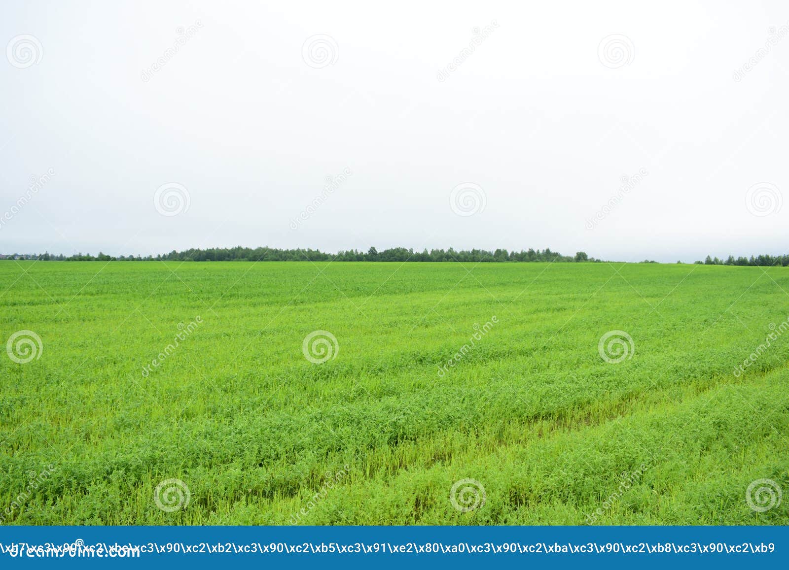 The Field Fascinates with Its Lush Greenery Agro System. the Forest ...
