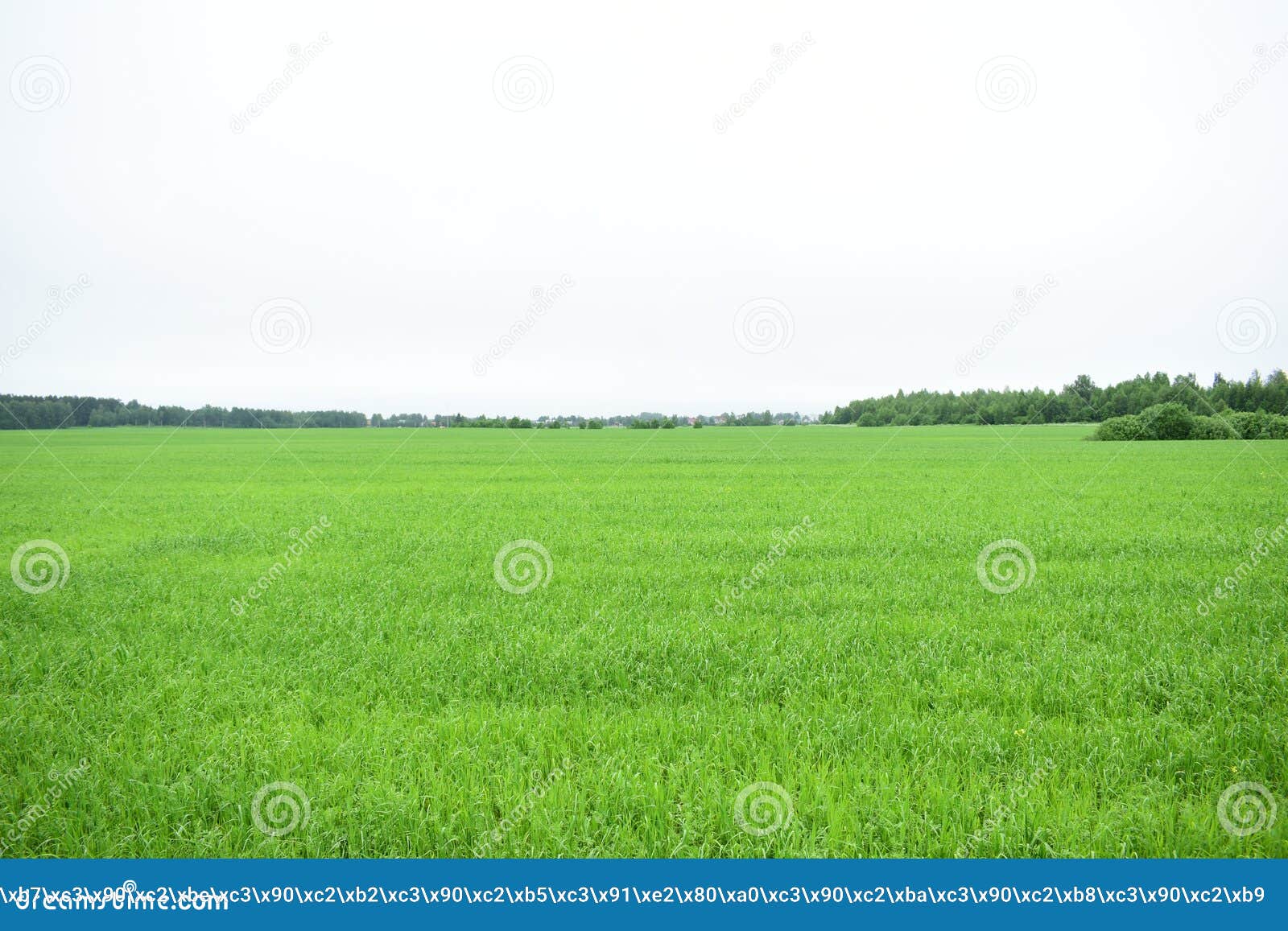 The Field Fascinates with Its Lush Greenery Agro System. the Forest ...