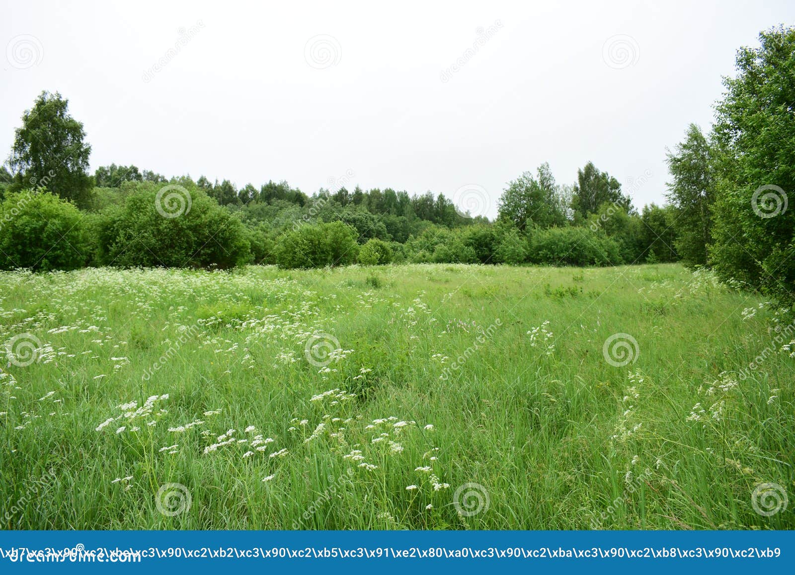 The Field Fascinates with Its Lush Greenery Agro System. the Forest ...