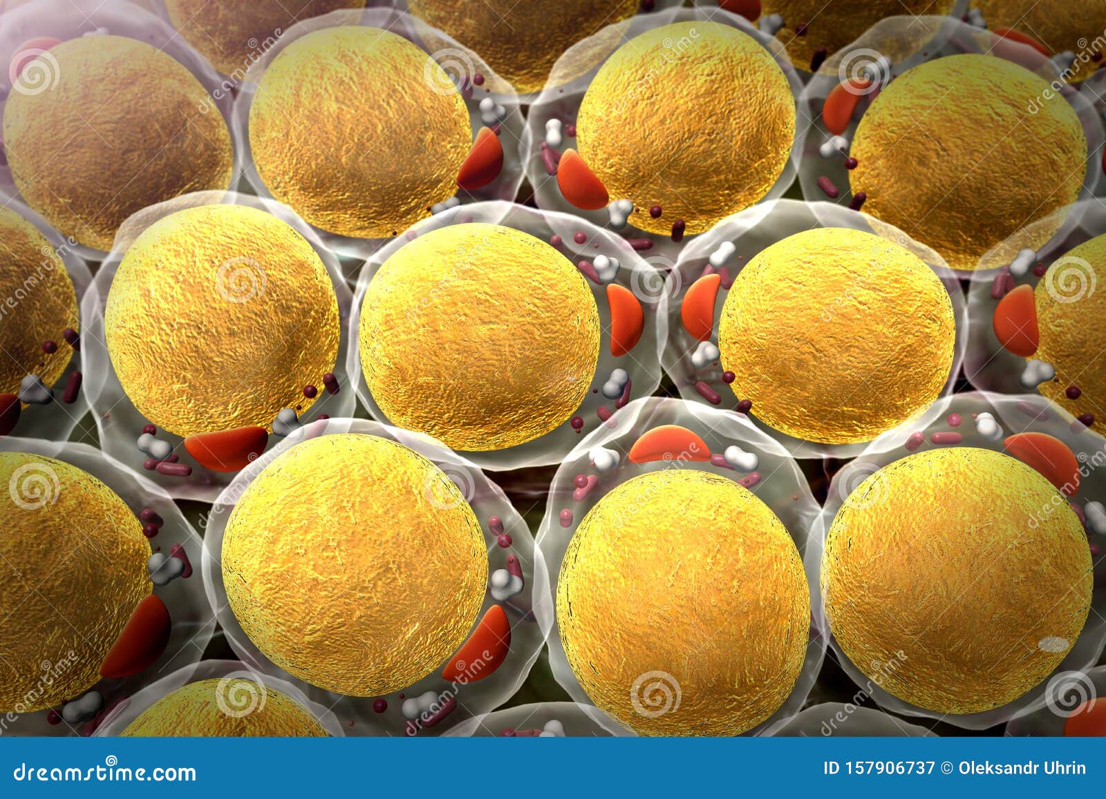 Field of fat cells stock illustration. Illustration of cytoplasmic ...