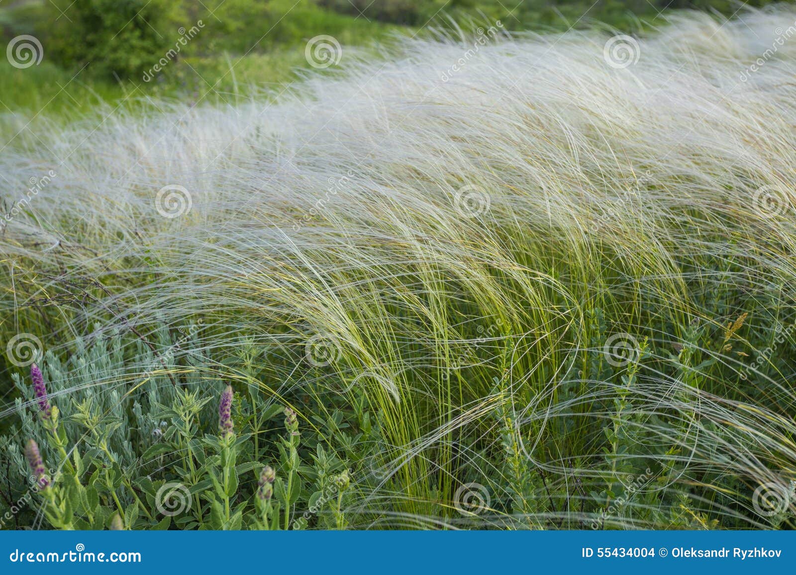 Field of Feather Grass Under the Blue Sky Stock Photo - Image of herb ...