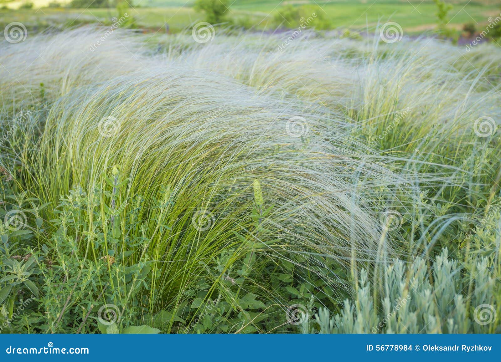 Field of Feather Grass Under the Blue Sky Stock Photo - Image of ...