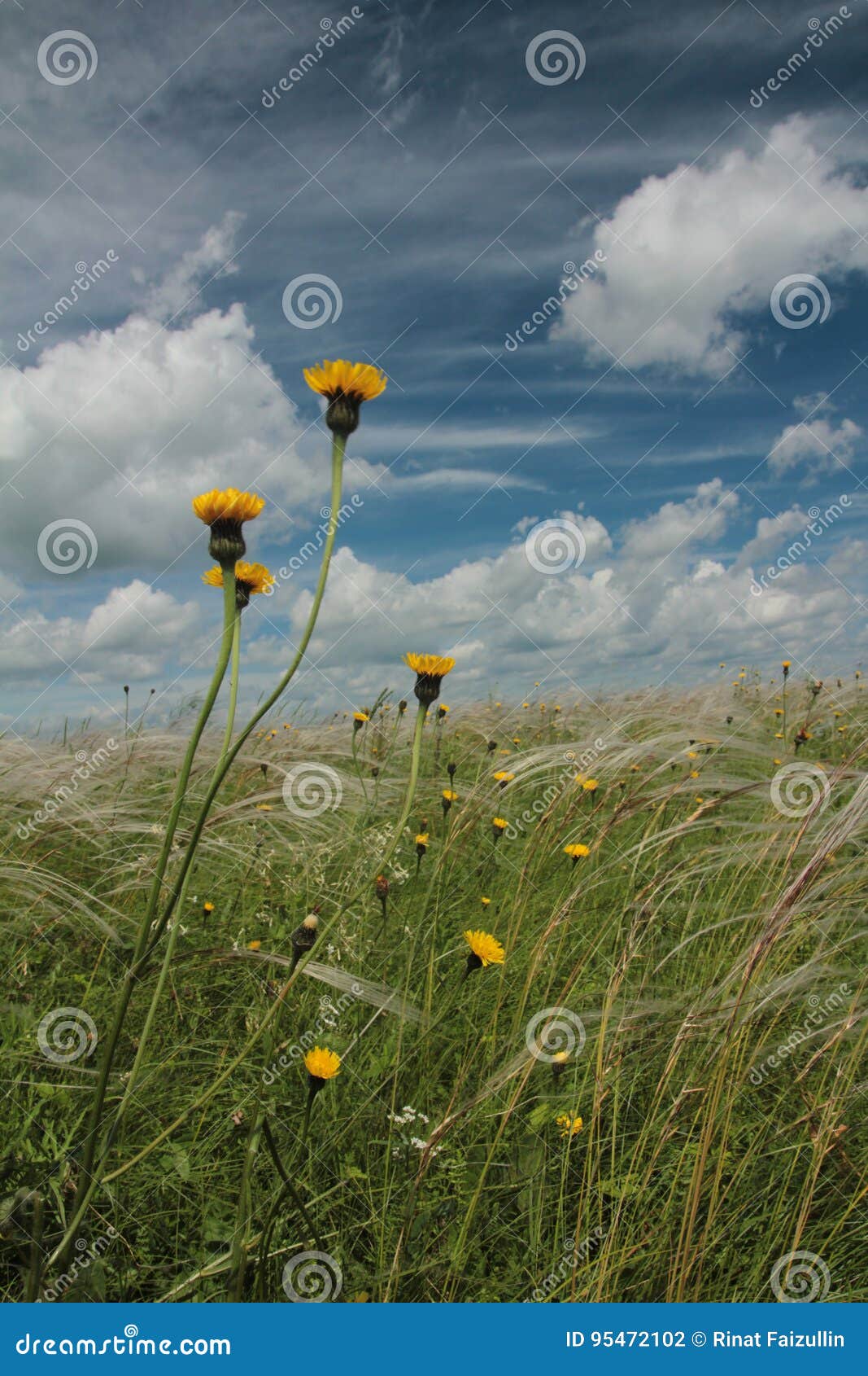 Field with feather grass stock photo. Image of feathers - 95472102