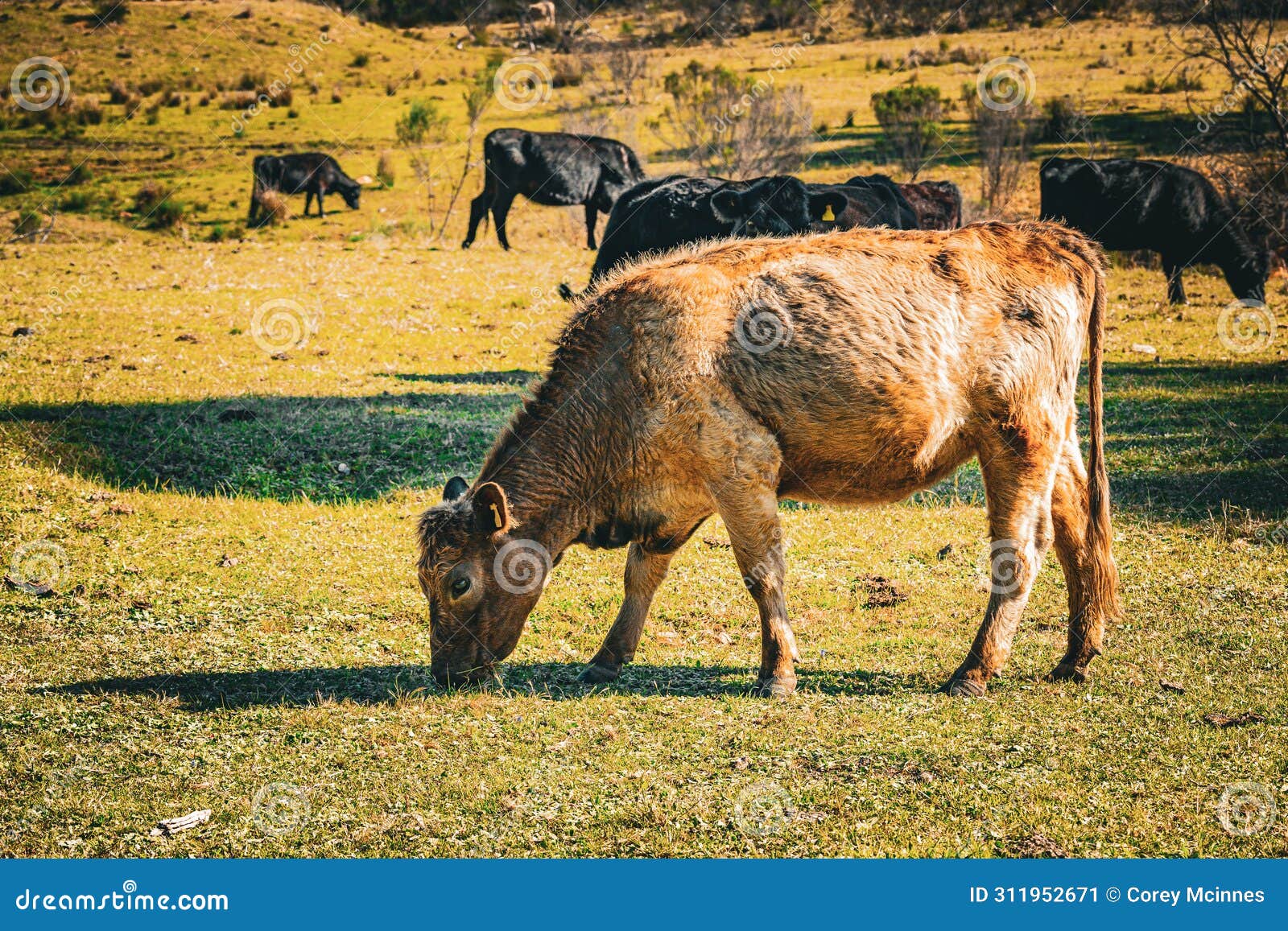 Dark Red Cattle Leather Texture Background Stock Image | CartoonDealer ...