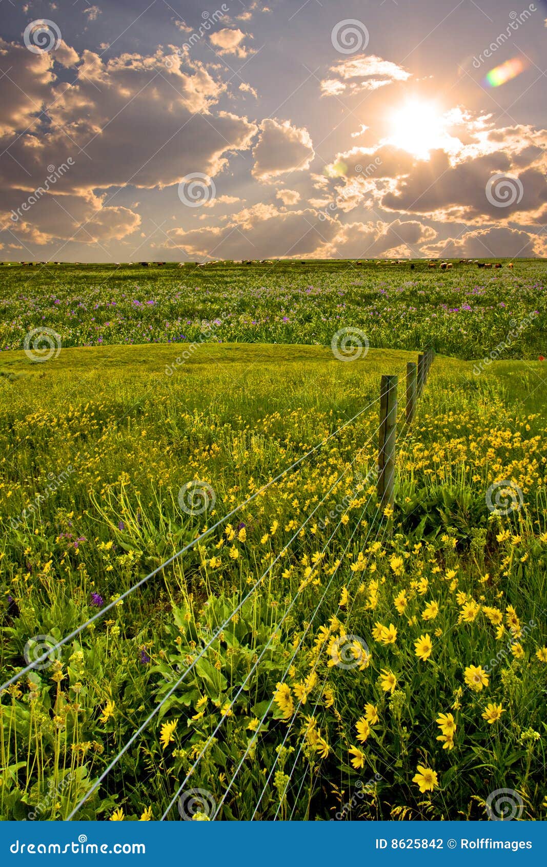 Field with fence stock photo. Image of bright, blue, farm - 8625842