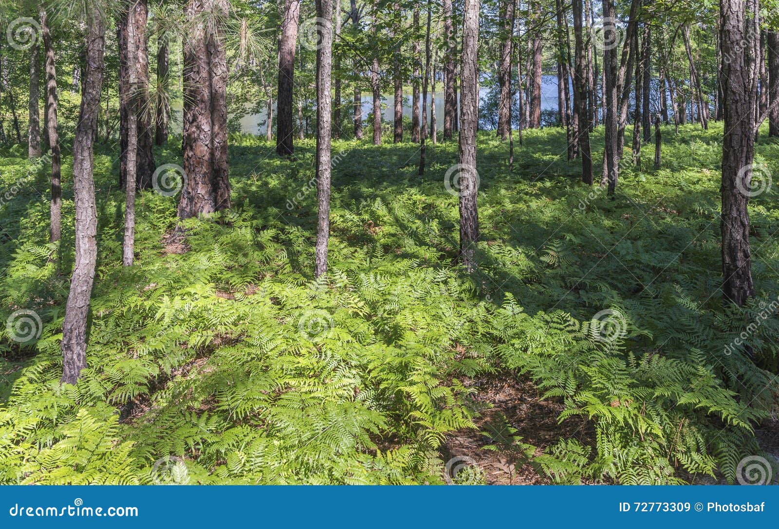 Field of Ferns stock image. Image of landscape, green - 72773309