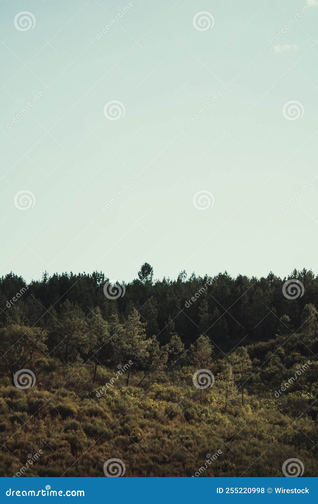 Field Filled with Beautiful Trees Stock Photo - Image of green, outdoor ...