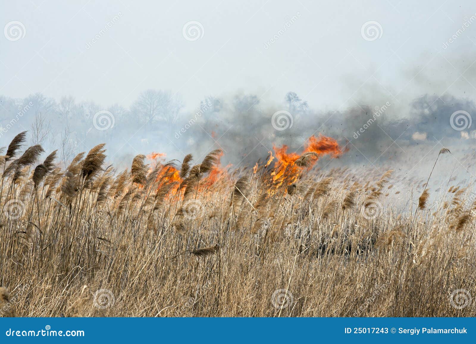 Field on fire stock image. Image of cane, yellow, nature - 25017243