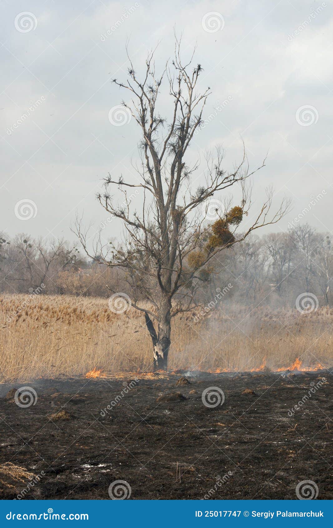 Field on fire stock image. Image of cane, smoke, nature - 25017747