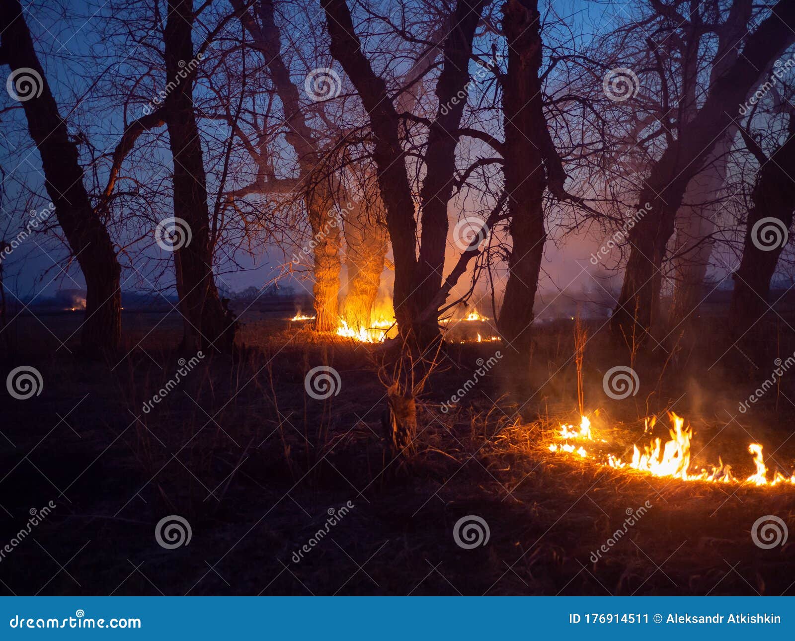 Field fire night stock image. Image of bole, tree, forest - 176914511