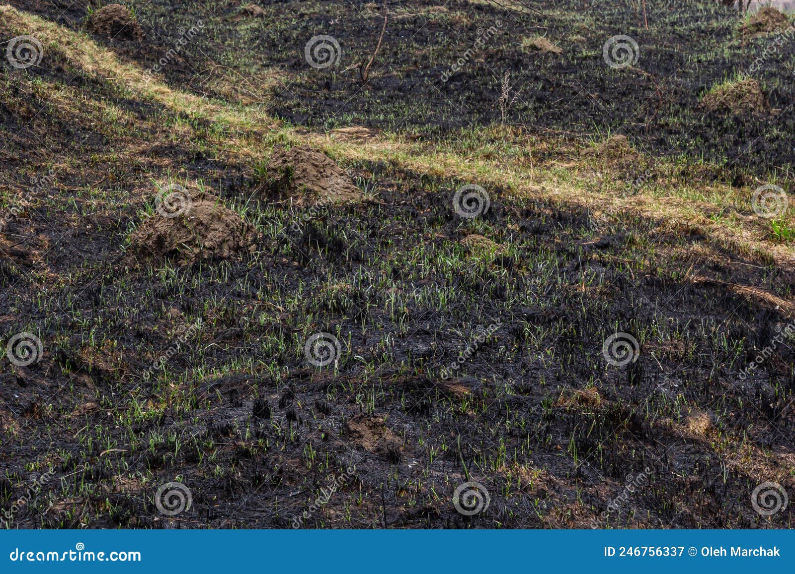 Field after Fire - Scorched Grass and Trees Stock Image - Image of ...