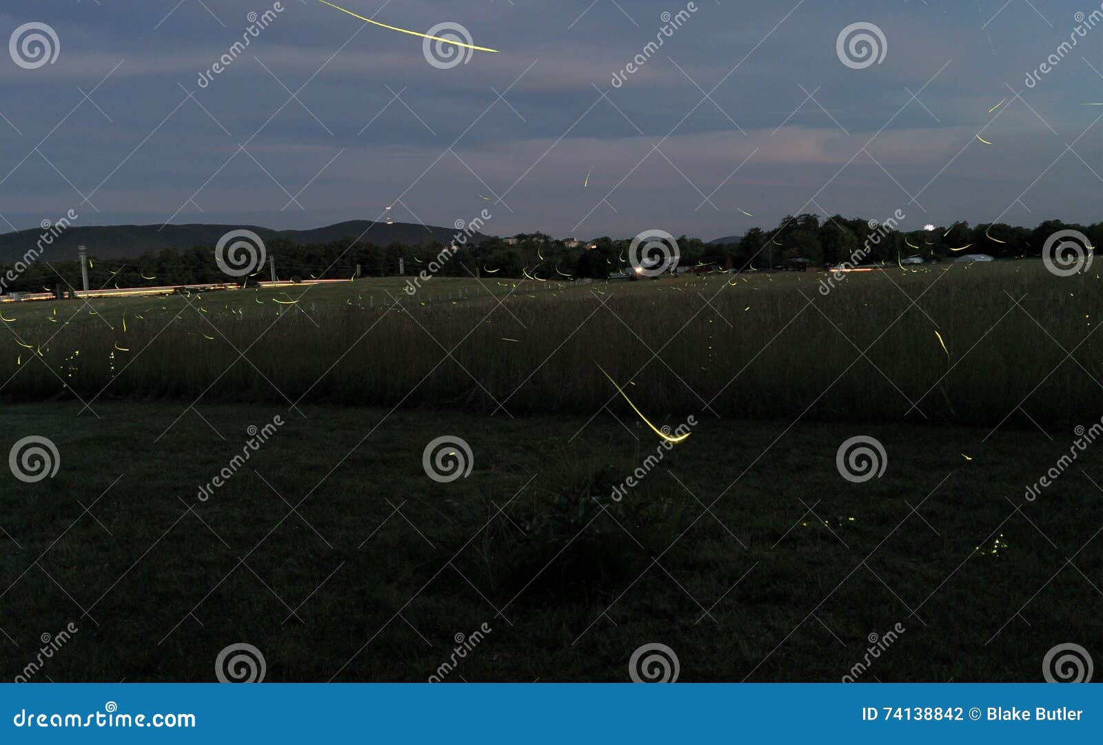 Field of Fireflies stock photo. Image of night, beauty - 74138842