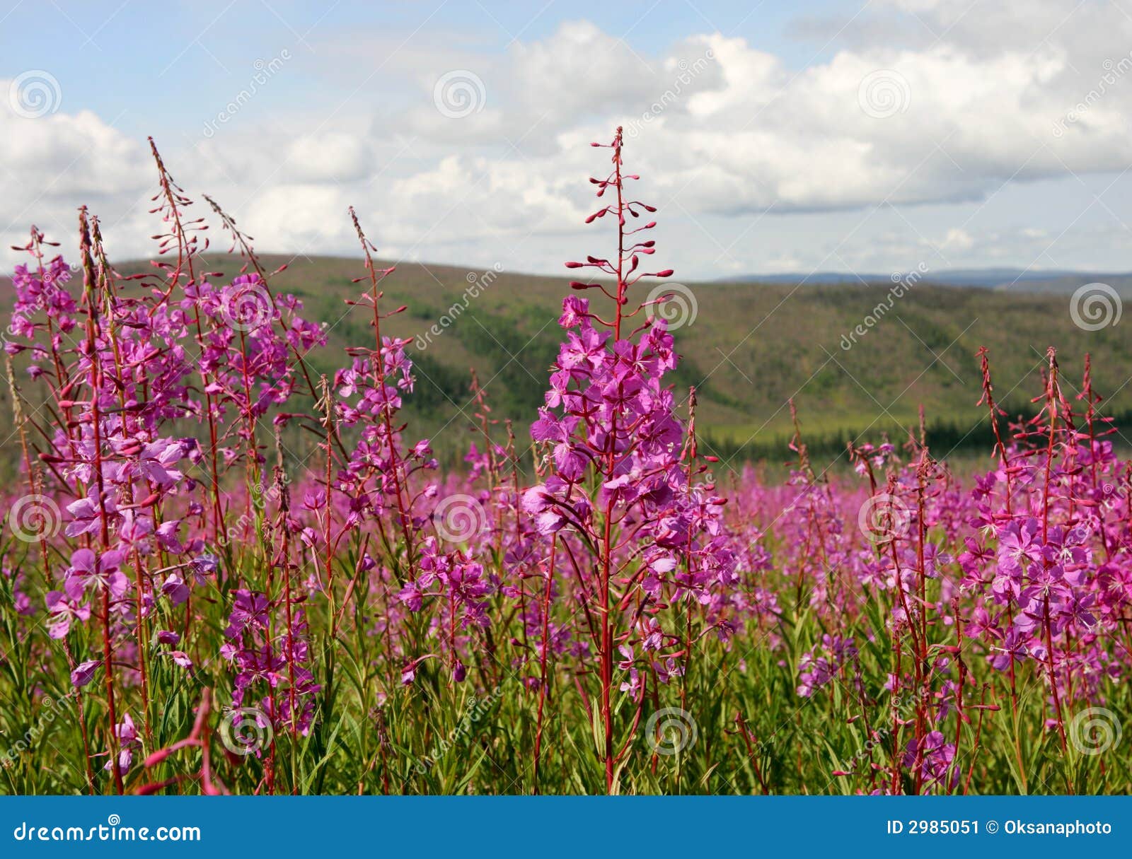 Field of fireweed stock image. Image of beauty, fireweed - 2985051