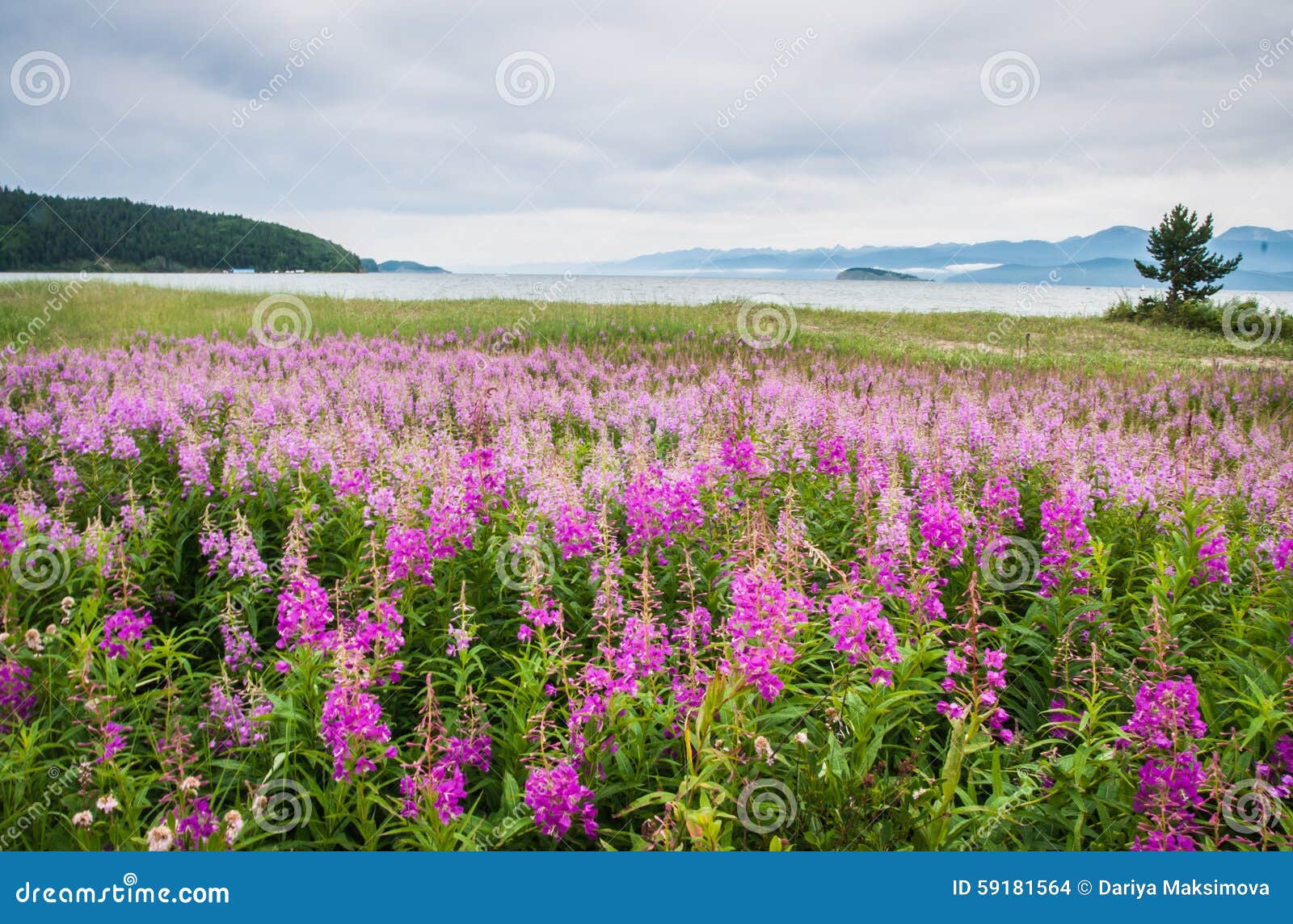 Field Of Fireweed At Lake Baikal, Russia Royalty-Free Stock Photo ...