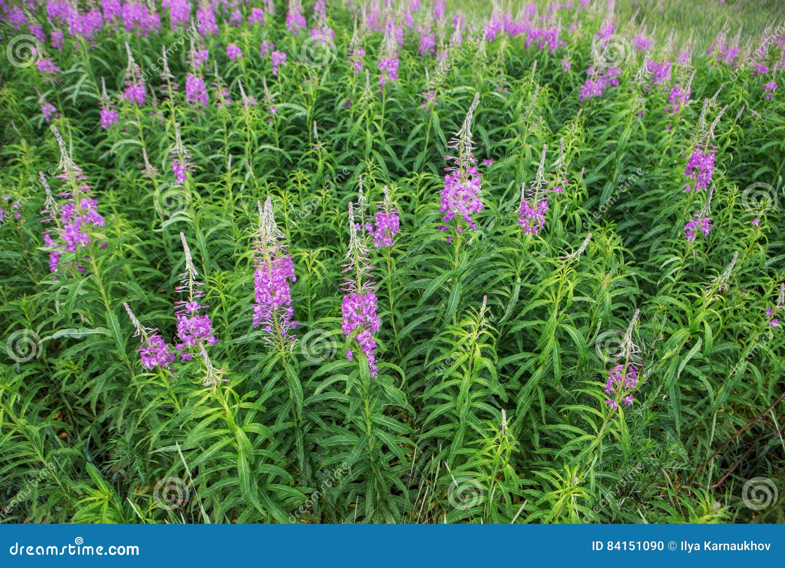 Field with fireweed stock photo. Image of field, leaf - 84151090