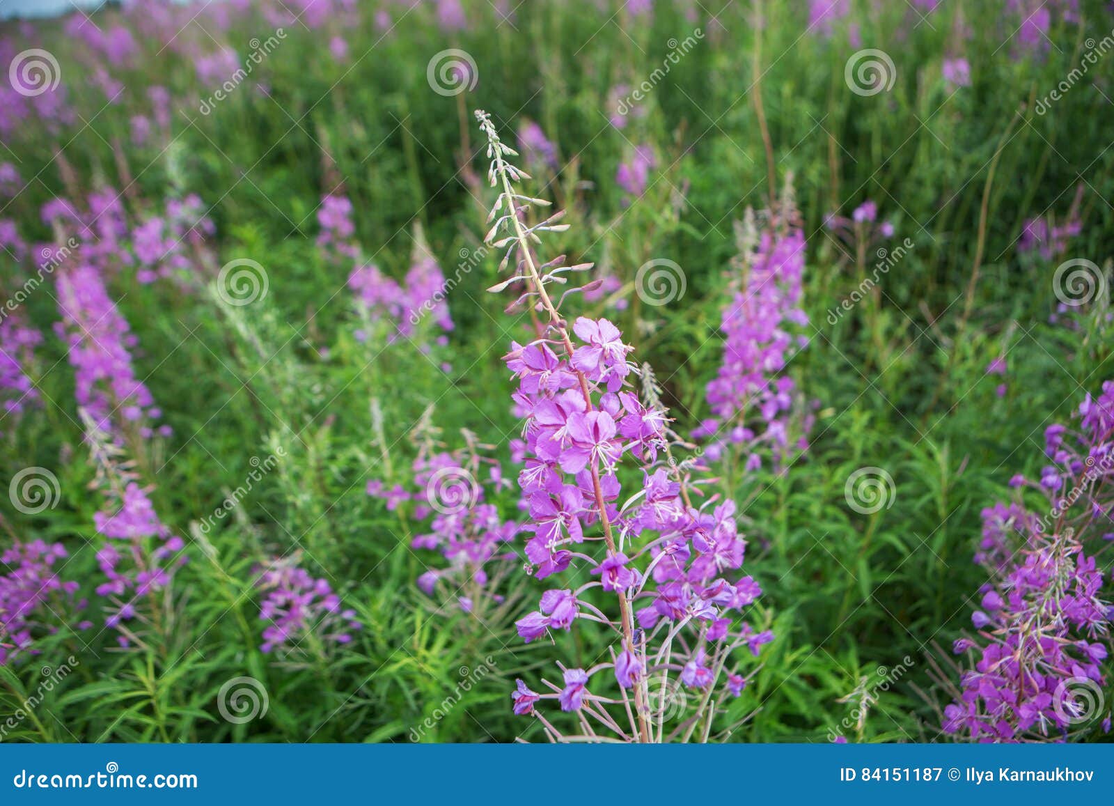 Field with fireweed stock image. Image of foliage, closeup - 84151187
