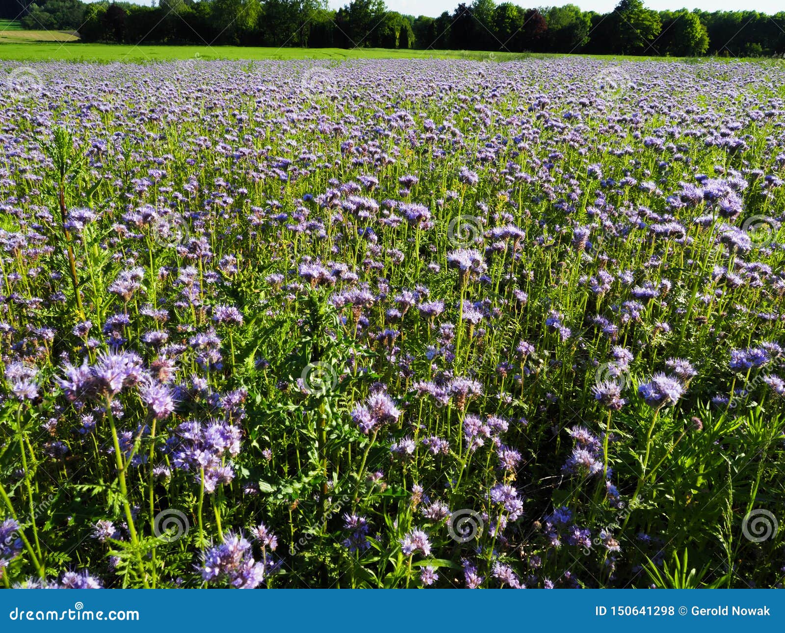 Field of Flagrant Phacelia Flowers Stock Photo - Image of phacelia ...