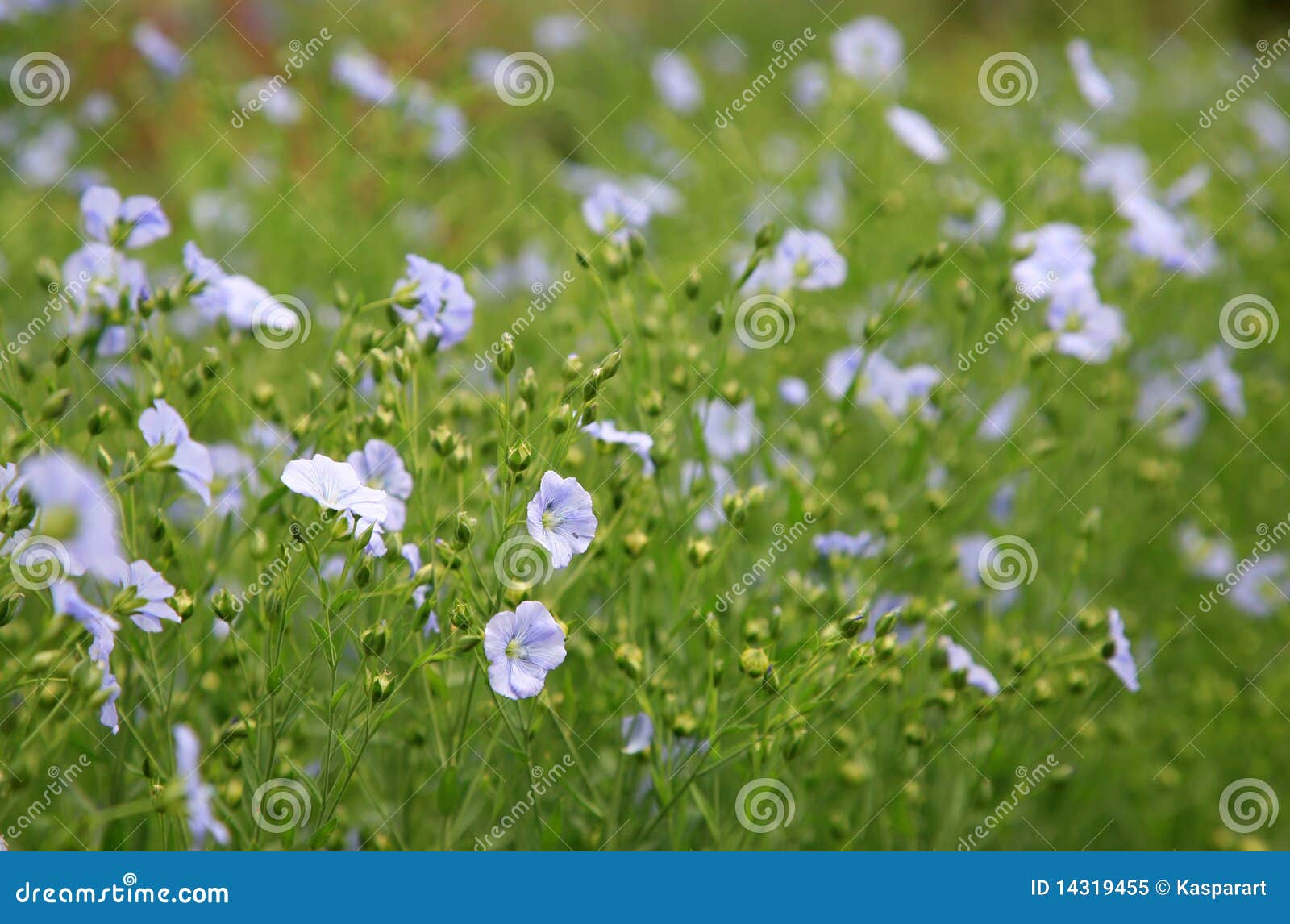 Field of flax stock image. Image of background, linum - 14319455