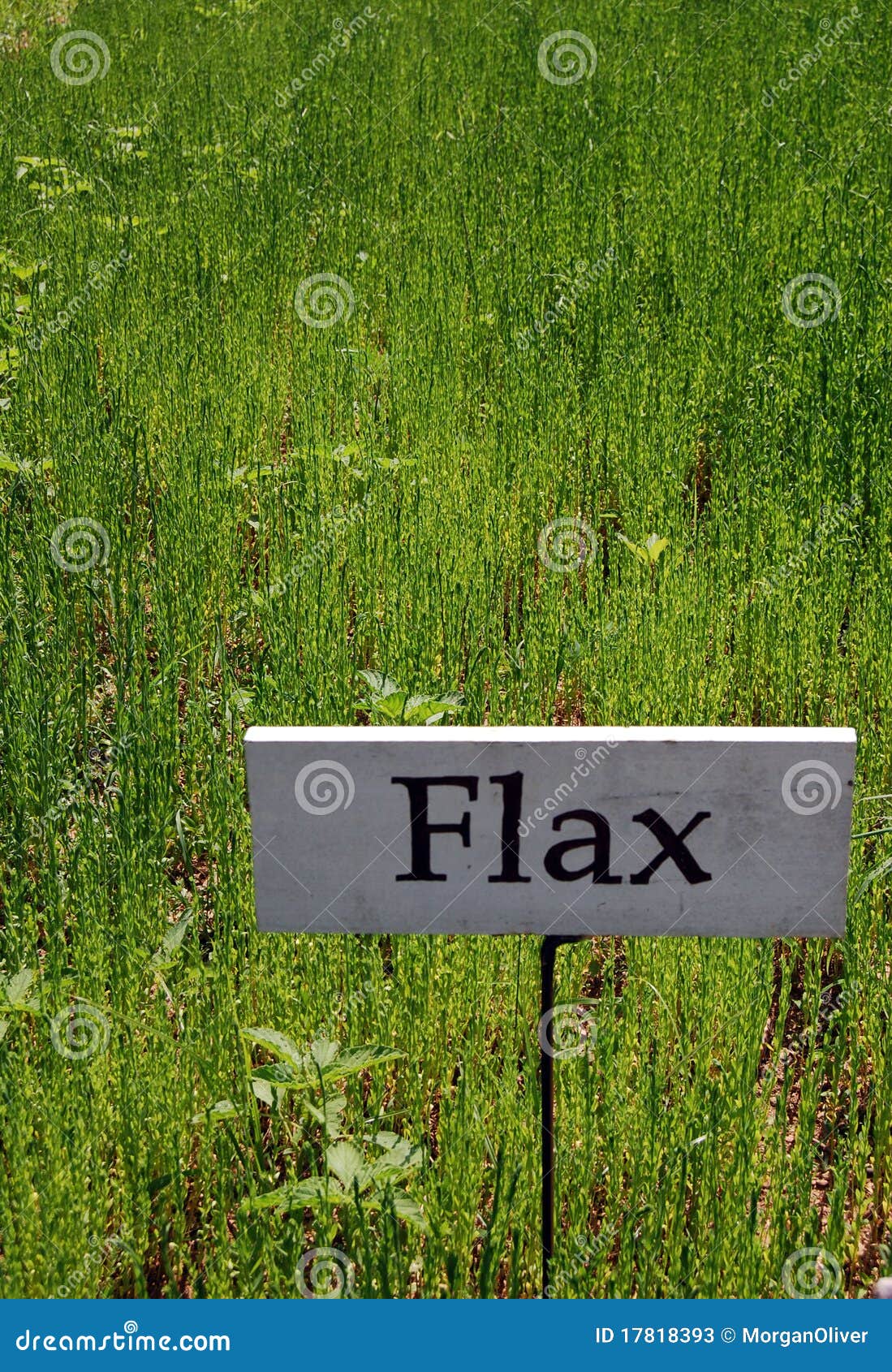 Field of Flax stock image. Image of nature, harvest, seed - 17818393