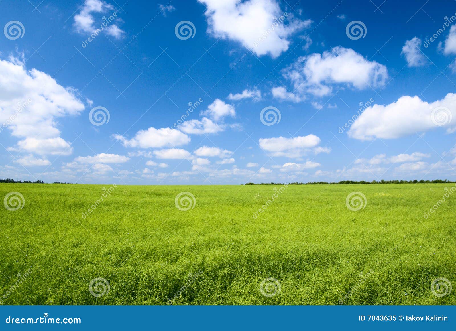 Field of flax stock image. Image of landscape, beautiful - 7043635