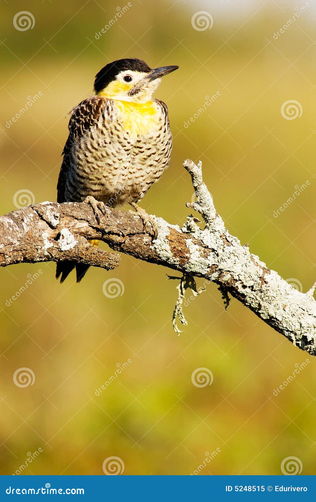 Field Flicker stock image. Image of nature, campestris - 5248515
